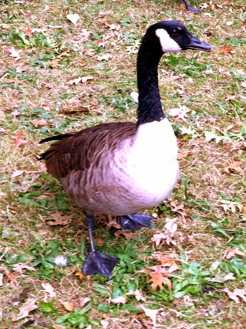 You Just Got Goosed! - Natty Bumpercar